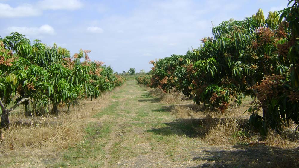 Productores de mango crearán asociación nacional