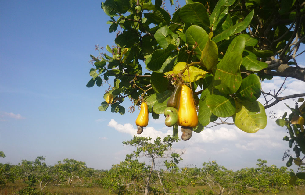 Cultivo de marañón gana terreno en el mercado interno