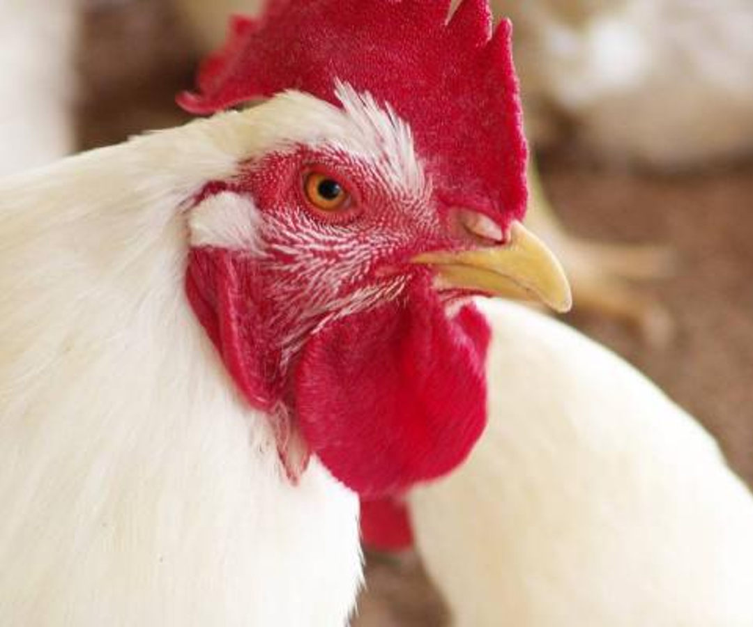 Consumo per cápita de pollo se acerca a 32,2 kilos, la meta de Fenavi ...