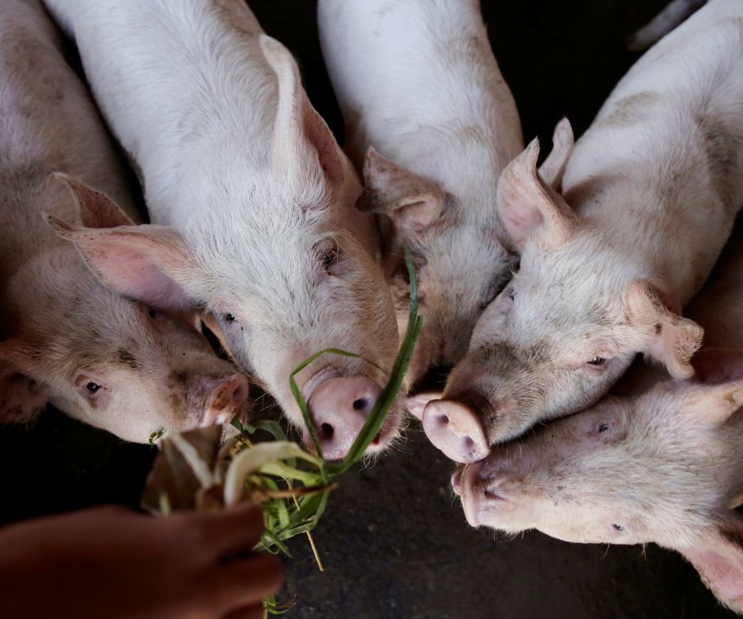 China descubre virus de peste porcina en alimentos de animales