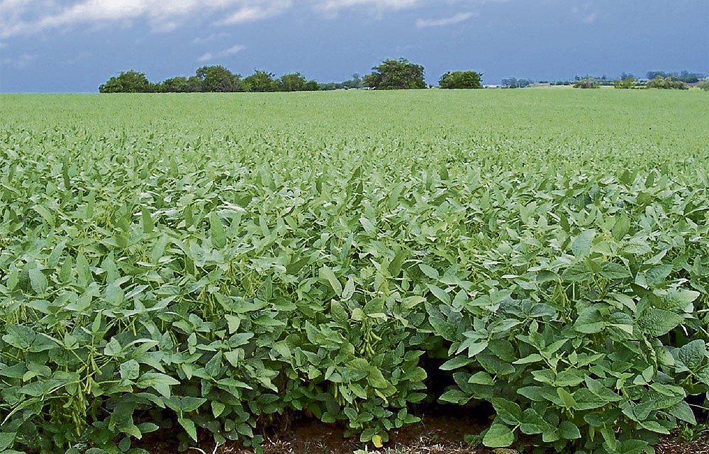 Crecen los cultivos de soya en la Altillanura para atender mercado interno