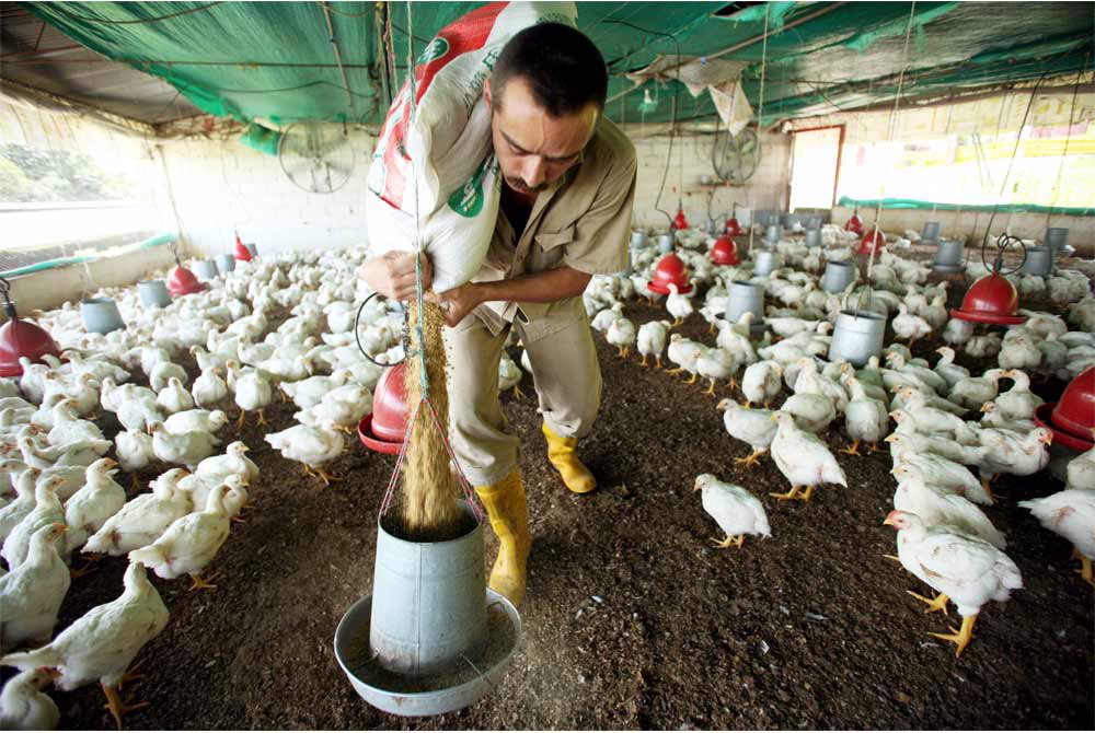 La avicultura genera 500.000 empleos rurales en Colombia