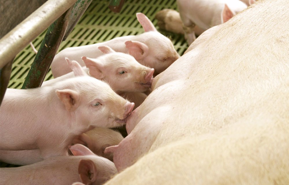 El ABC de la compra y manejo de lechones para engorde
