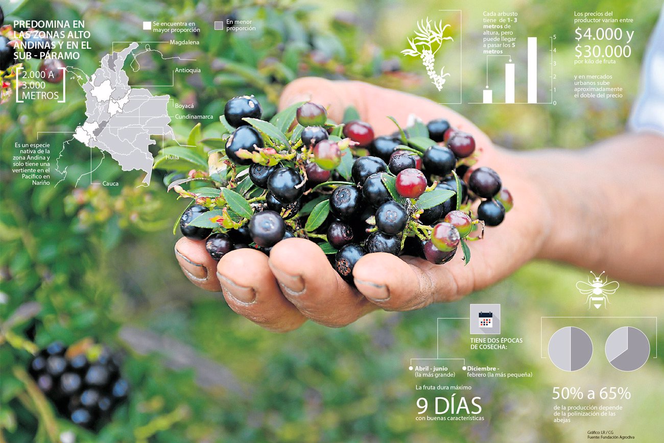 Agraz, el fruto silvestre que toma fuerza