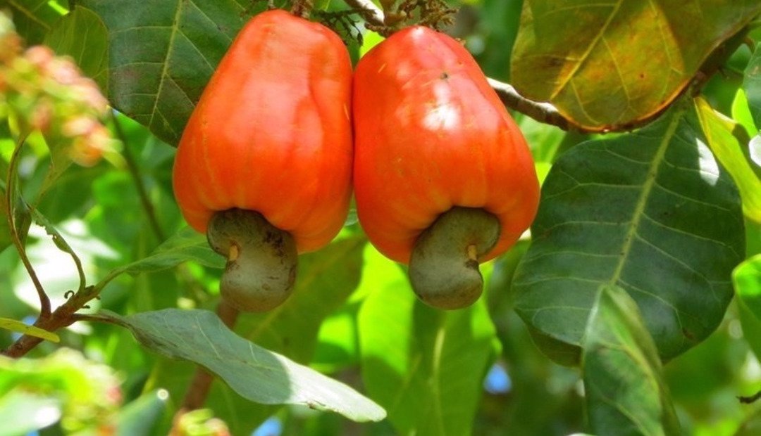 El cultivo de marañón es uno de los de mayor potencial exportador en ...