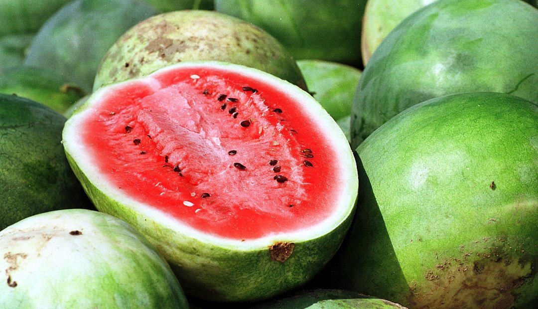 El departamento de Meta es la despensa de patilla con 2.125 hectáreas ...