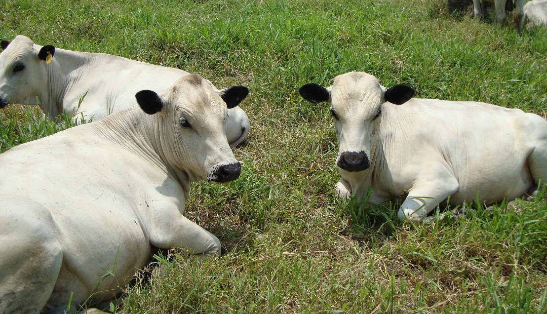 La raza de ganado Blanco Orejinegro (BON) fue declarada patrimonio ...
