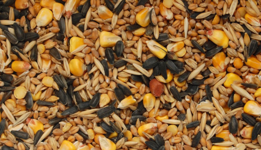 Calidad genética y fitosanitaria, entre los beneficios del uso de ...