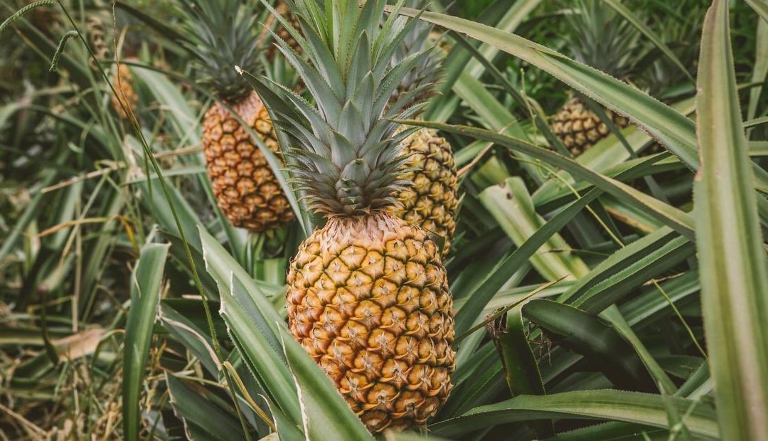La piña colombiana de la variedad oro miel llegará a los hogares peruanos