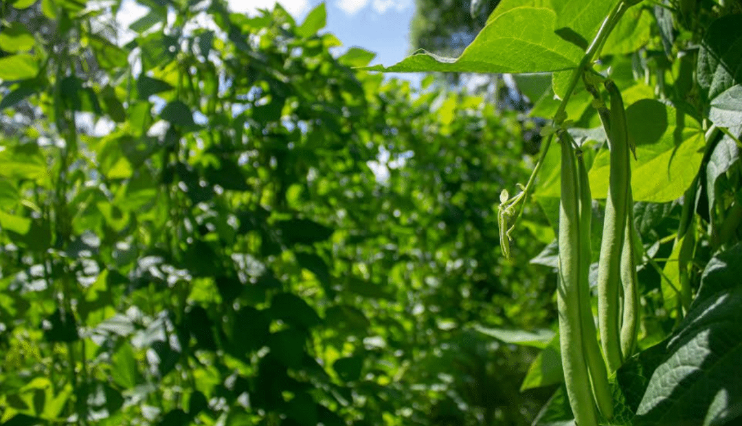Lanzan al mercado primer fríjol voluble biofortificado, apto para ...