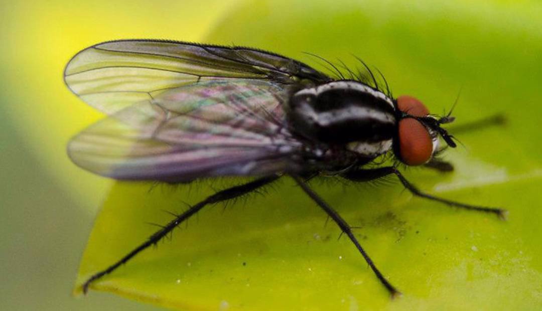 La mosca soldado negra, una fuente de proteína y nutrientes para aves ...