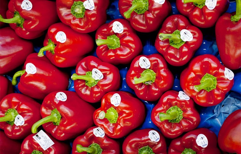 El futuro del pimentón que se produce en Colombia está en la más ...