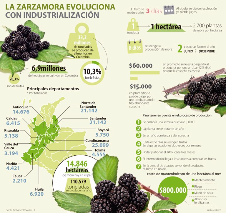 Los productores de mora están en la búsqueda de precios más constantes