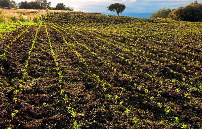 La labranza mínima es una práctica sostenible para la tierra
